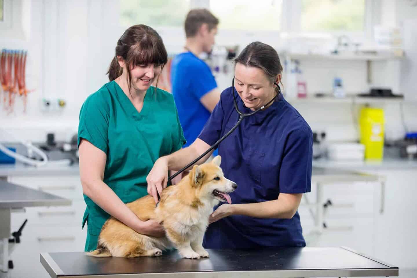 Veterinary CPD and Online Training for Practice Teams | iLearn | Agilio